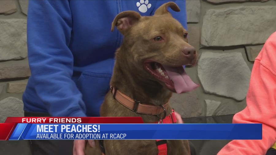 Furry friends: Peaches is sweet as can be!