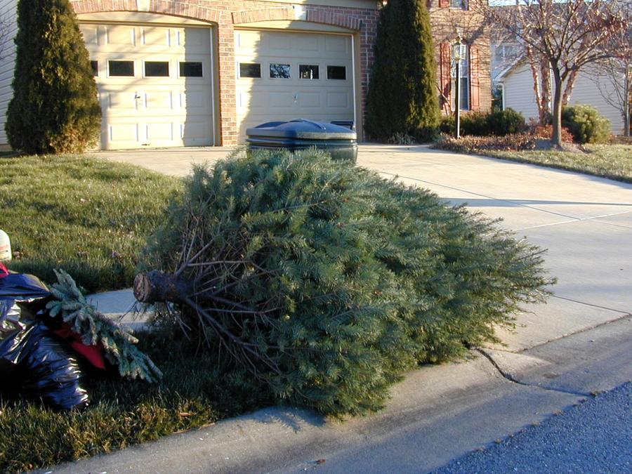 Roanoke Solid Waste Management offers Christmas tree collection