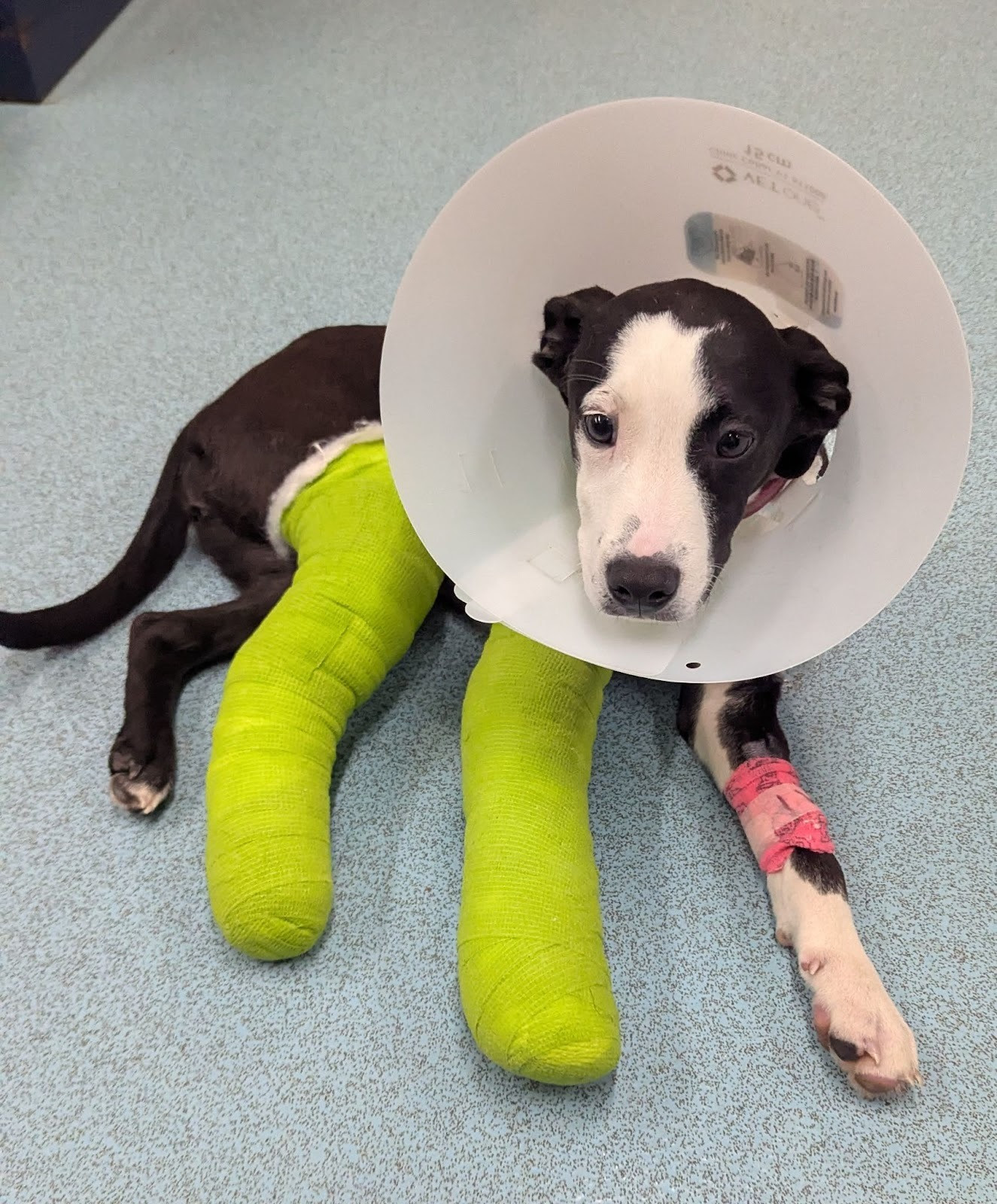 RSPCA provide update on staffie-cross puppy Gizzy after major life ...