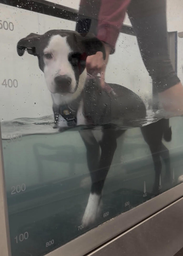 RSPCA provide update on staffie-cross puppy Gizzy after major life ...
