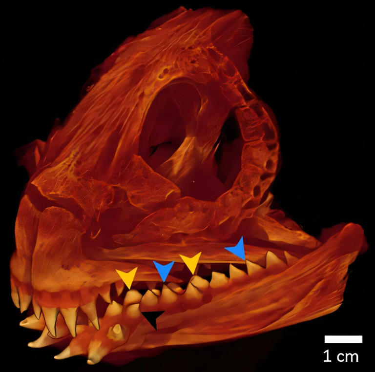 Dentin inside wolffish teeth is a rare material: When compressed along ...