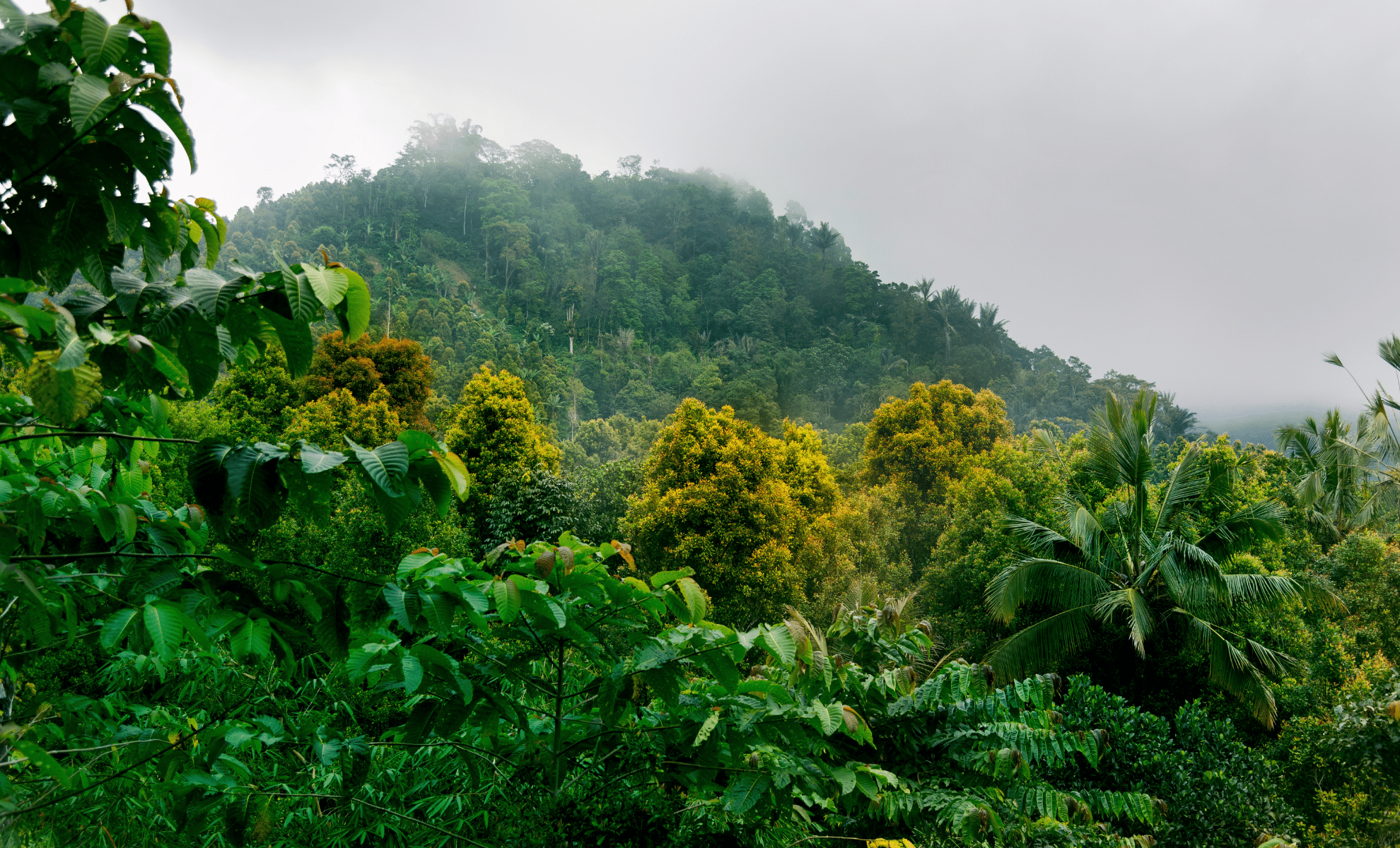 Scientists just confirmed a new species that hid in Bolivia for 60 years