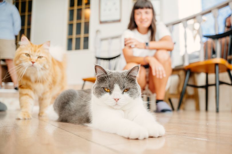 Plans submitted to open first of its kind 'cat lounge' in Belfast