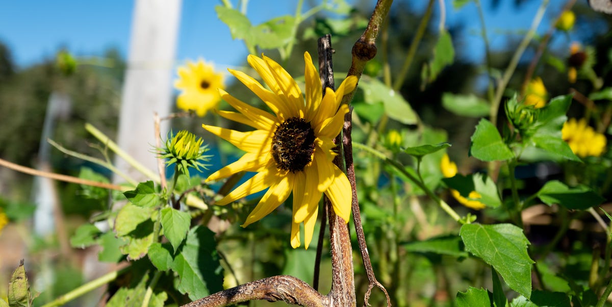 Did you know your birth month flower has a hidden meaning?