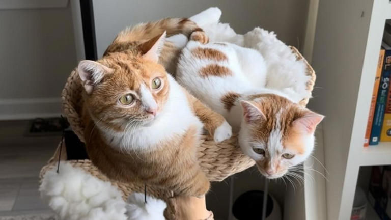 Caroline rescata a dos gatos de 14 días con malformaciones: "Otter ...