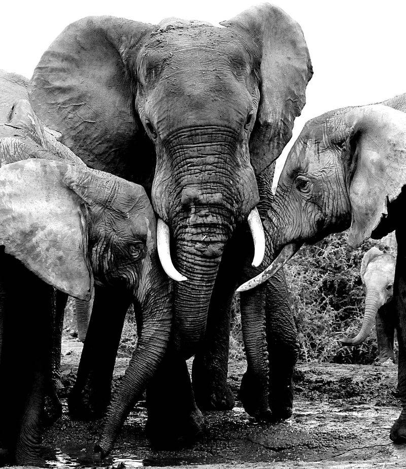 Top 10 fierce animal mums who will do anything to protect their babies