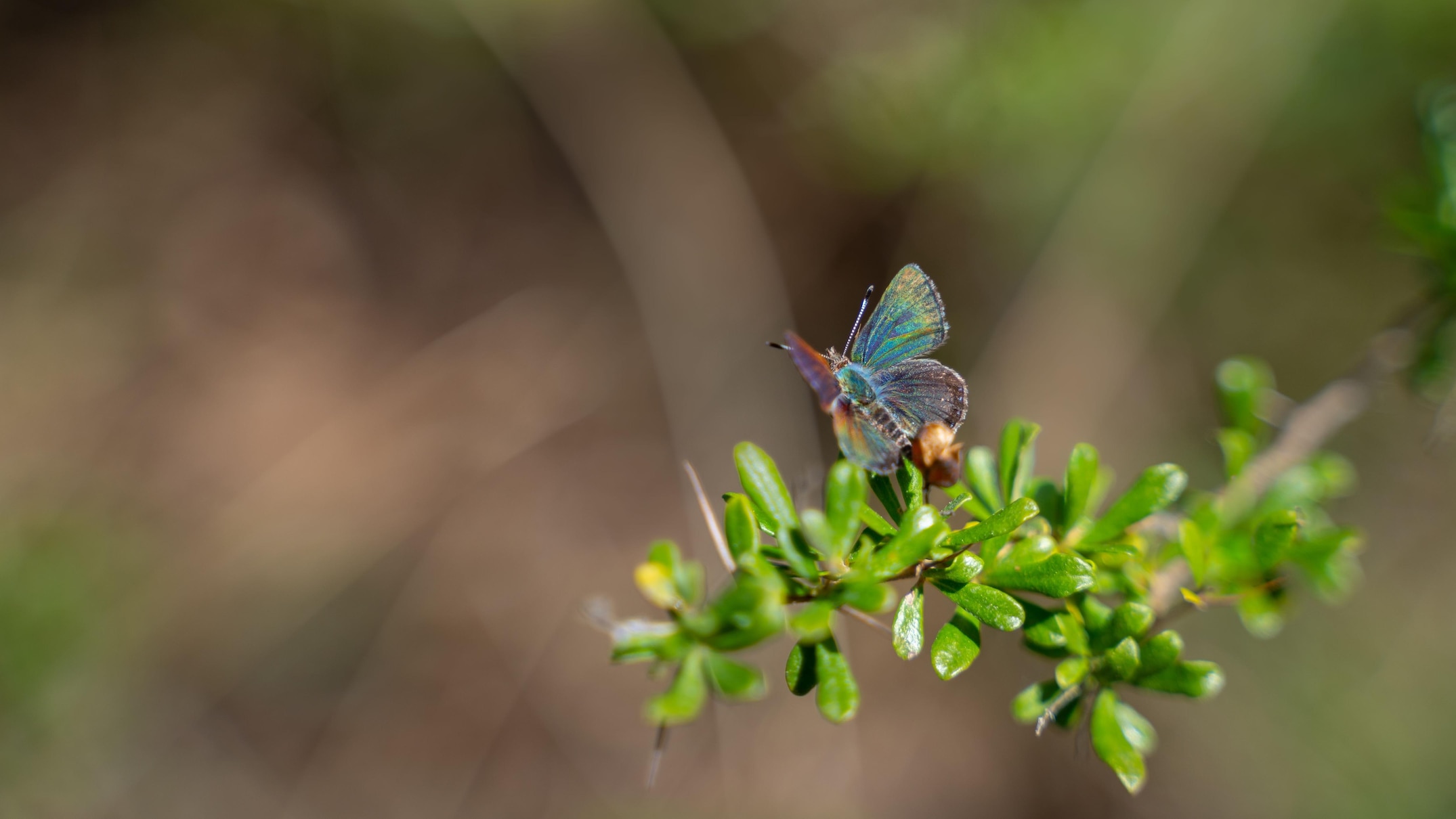 Kids at tiny school work to save extremely rare 'flying jewel' purple ...