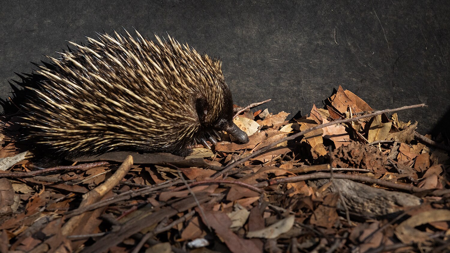 Echidna population count underway in Queensland amid urbanisation and ...