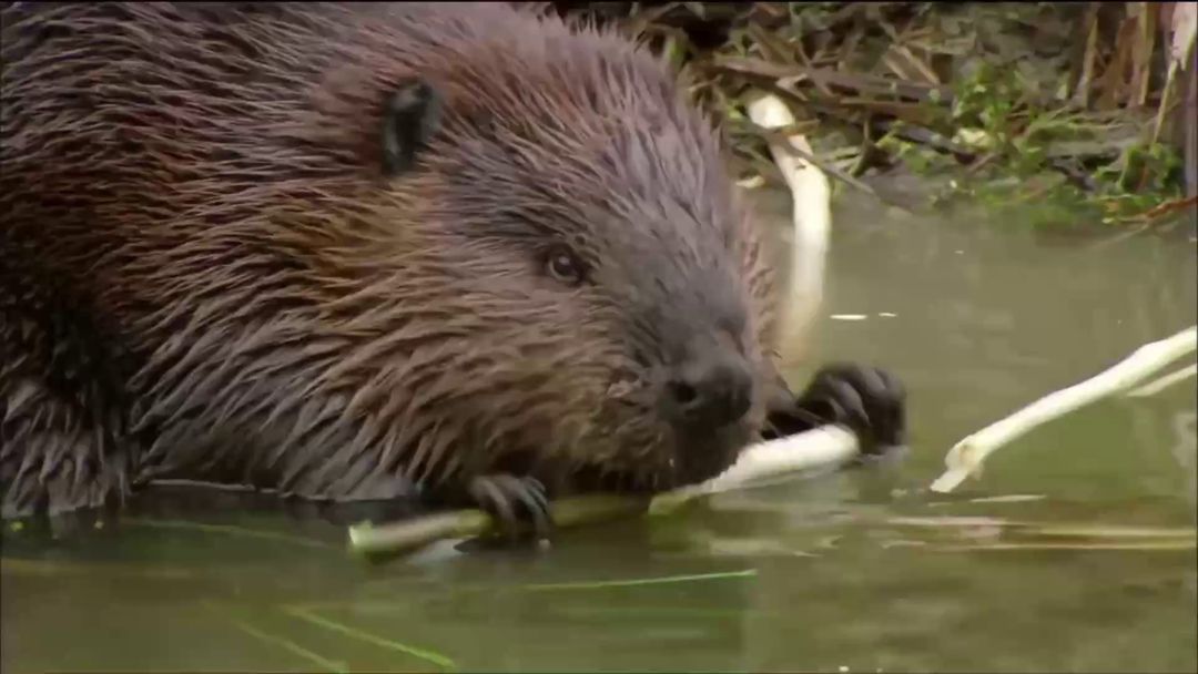 Canadian beavers causing chaos in South America