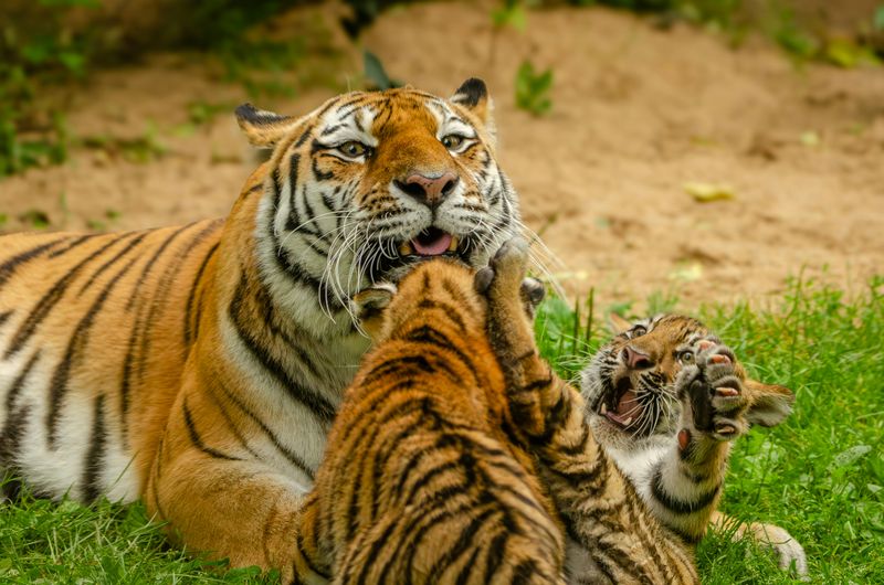 Top 10 fierce animal mums who will do anything to protect their babies