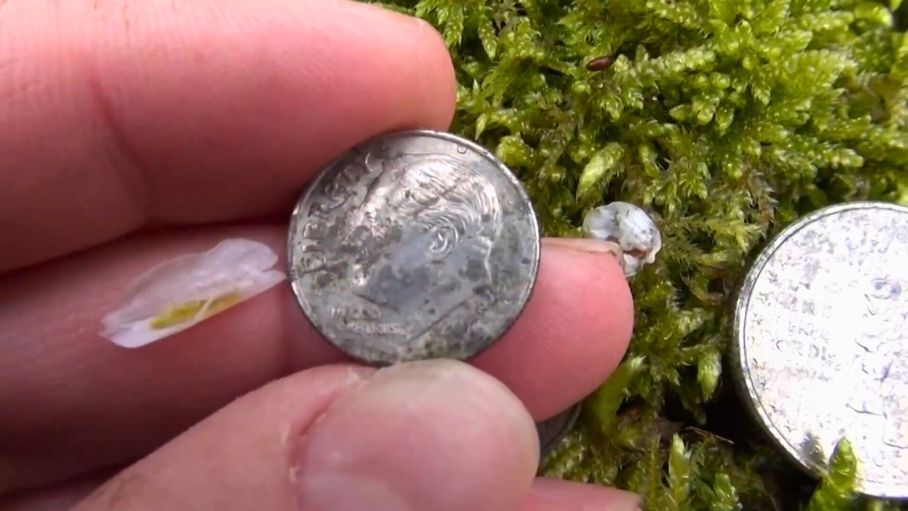 We thought we found WWII US coins — then the dates changed everything