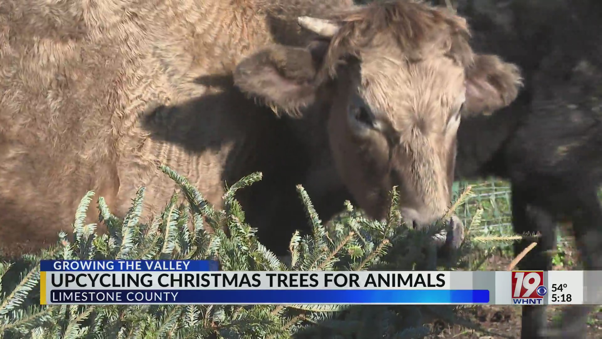 Upcycling Christmas trees for animals | January 6, 2026 | News 19 This ...