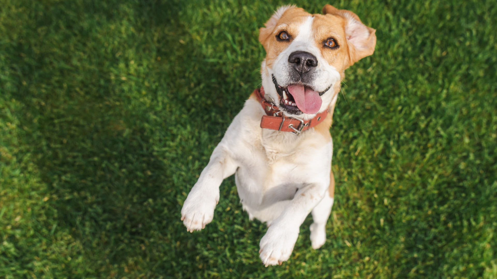9 things dogs do when they’re emotionally overstimulated