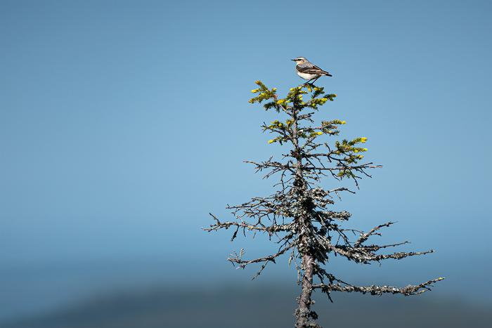 Climate change causing birds to move higher up mountains