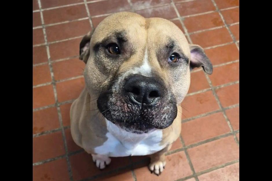 Pendle animal charity's urgent appeal to save dog on death row