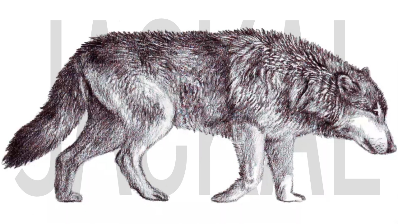 Create a realistic jackal drawing with simple techniques