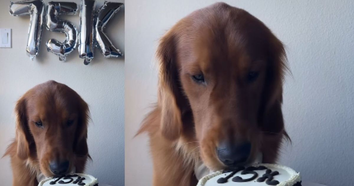 Golden retriever's cake-eating video surprises users online