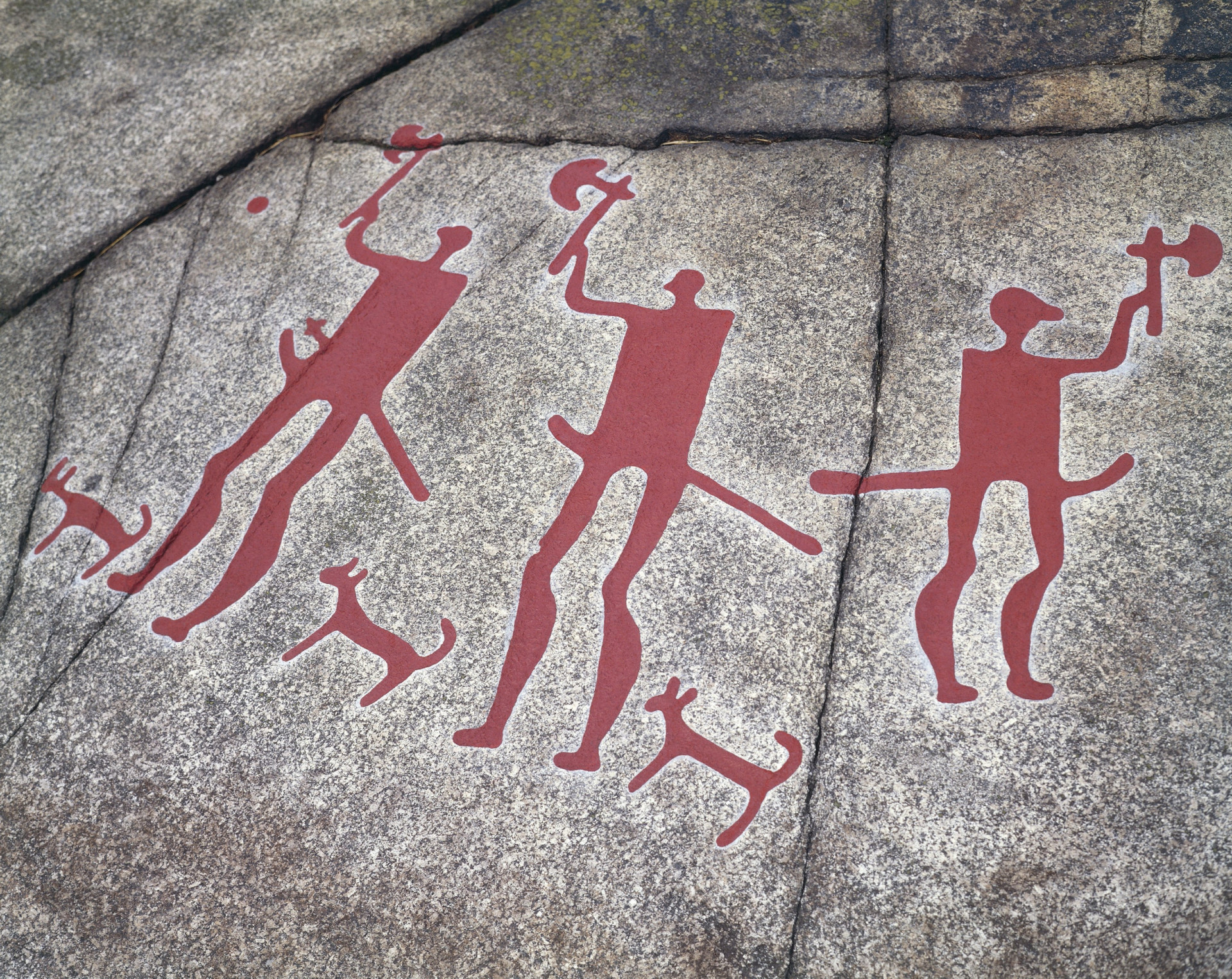 Les chiens les plus proches des loups : la science a parlé