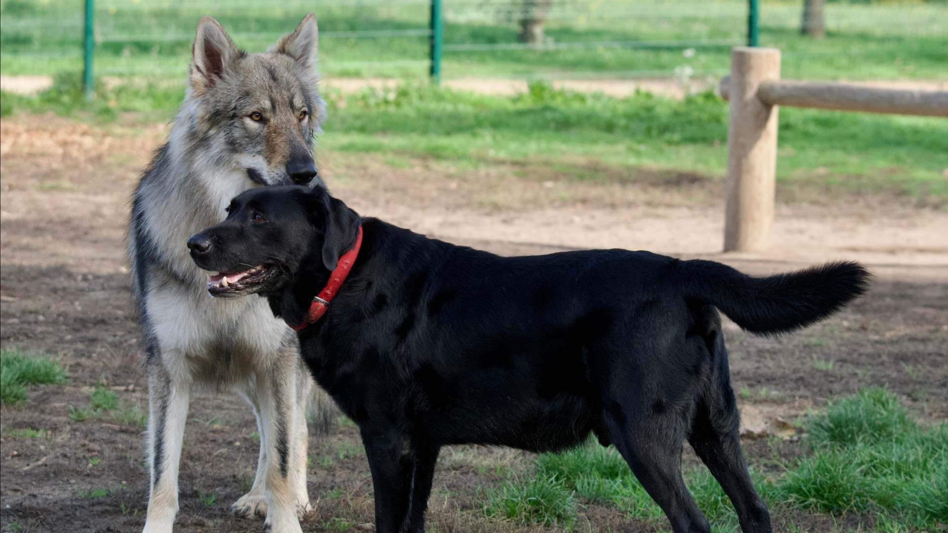 Les chiens les plus proches des loups : la science a parlé