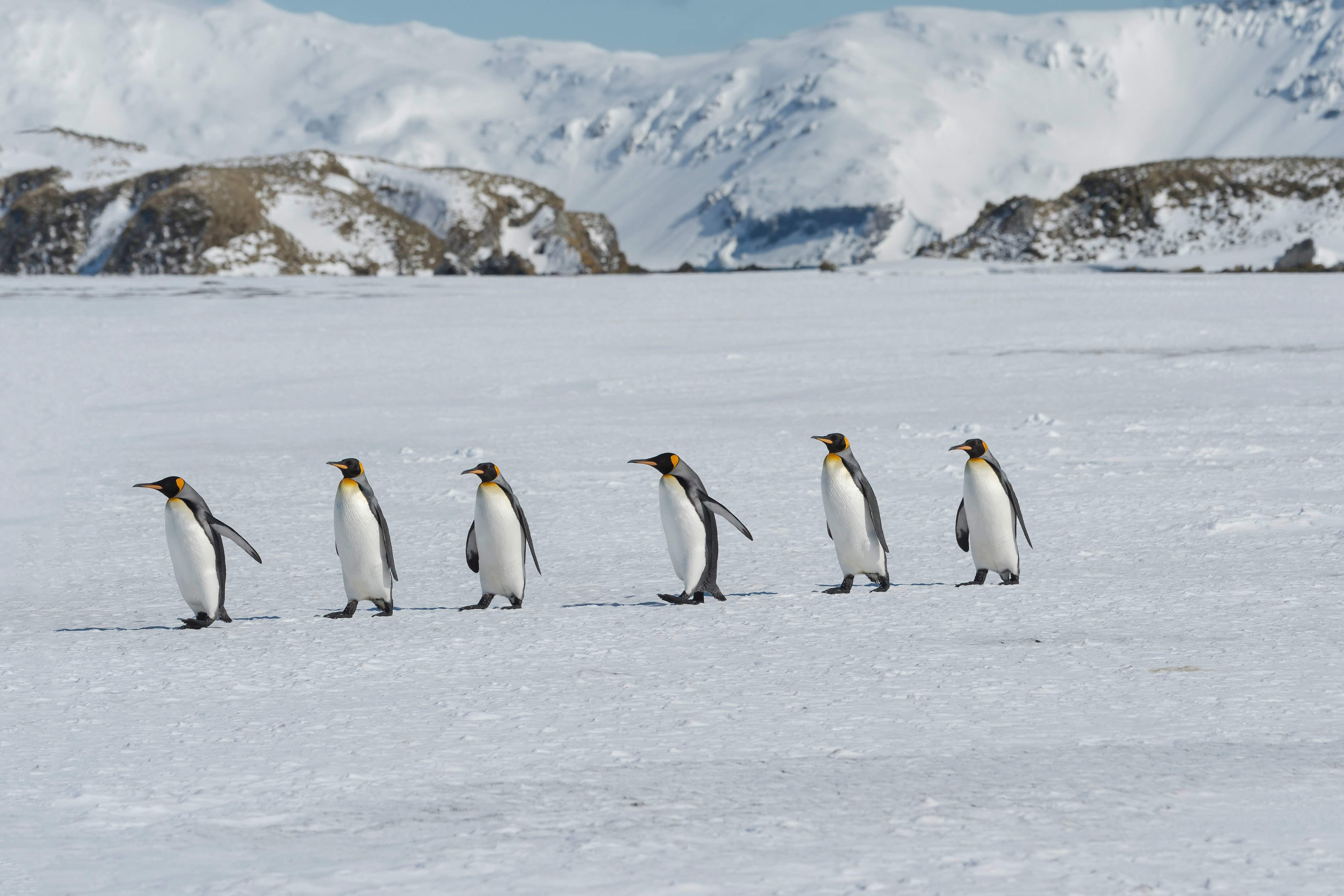 Waarom je deze winter als een pinguïn over de stoep moet (en dat minder ...