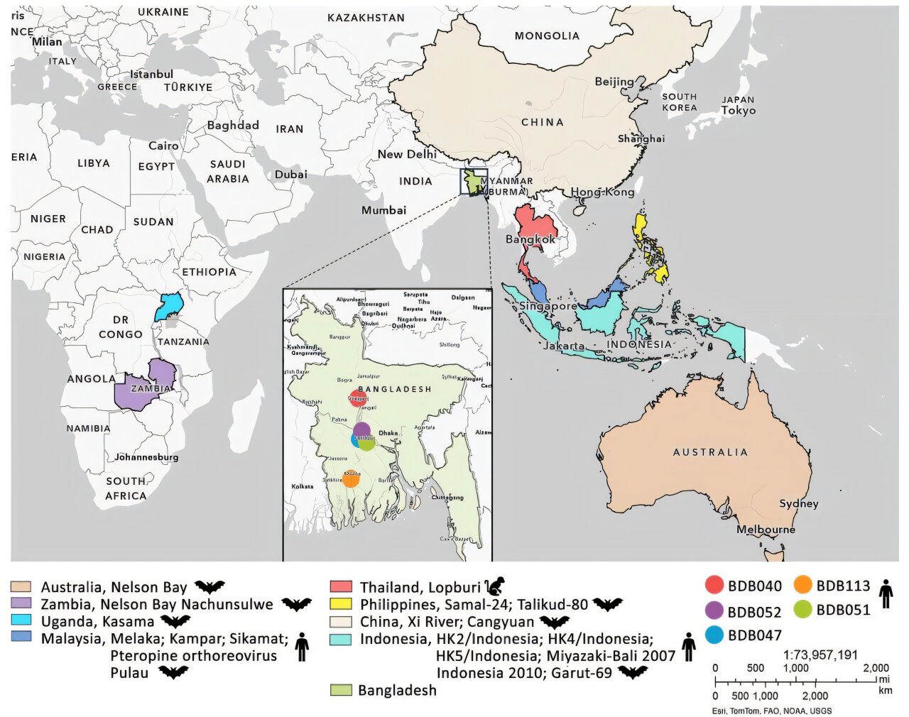 Bats identified as origin of unexplained acute respiratory illness and ...