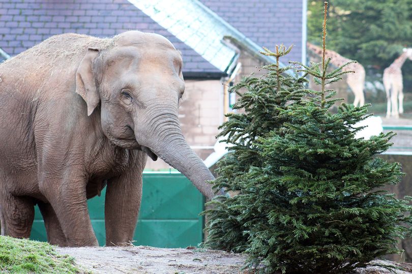 Belfast Zoo's Christmas tree recycling initiative giving animals enrichment