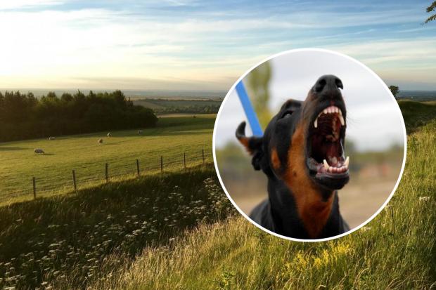 Sheep killed after dog attacks on famous prehistoric walking trail