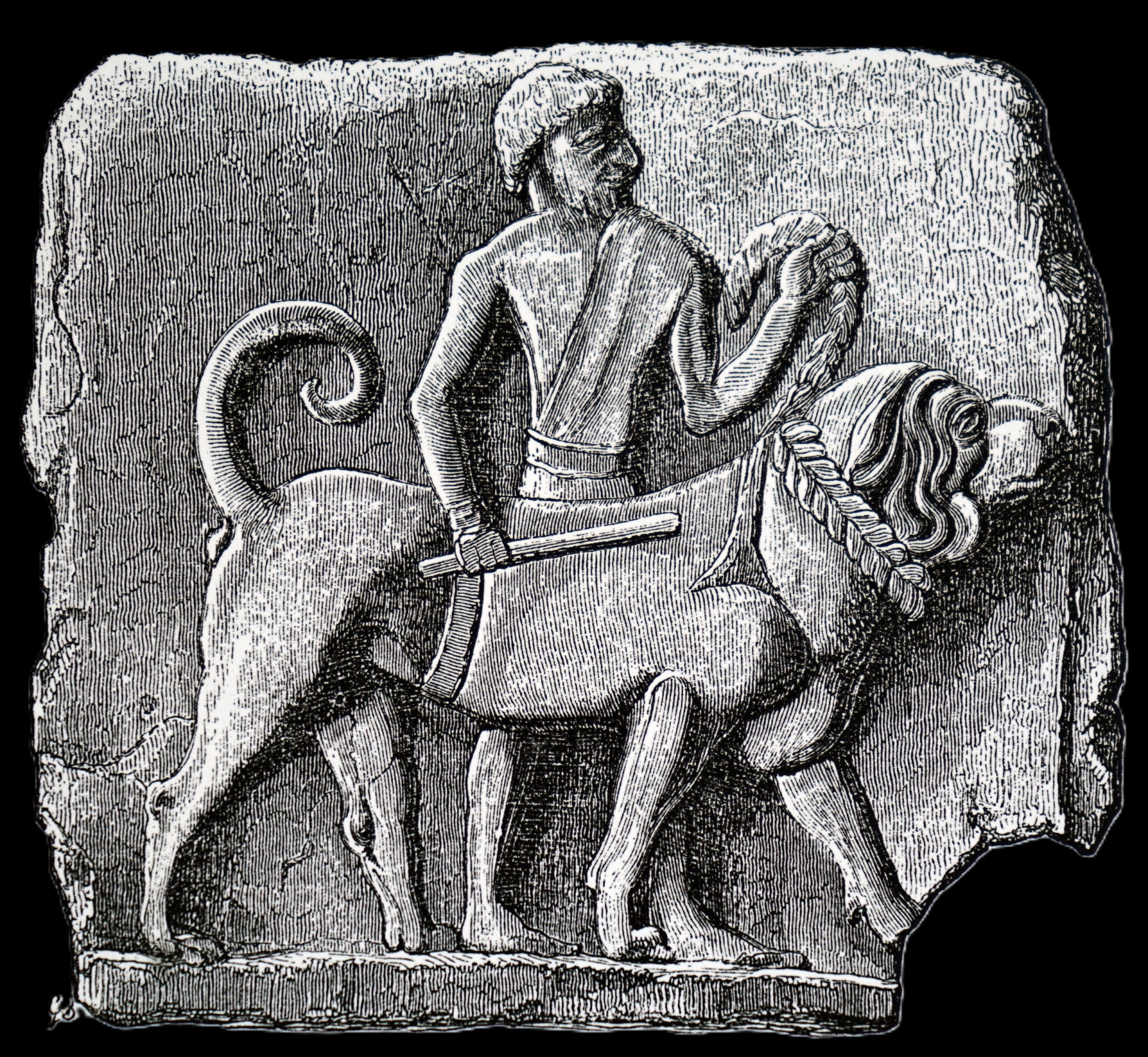 Les chiens les plus proches des loups : la science a parlé