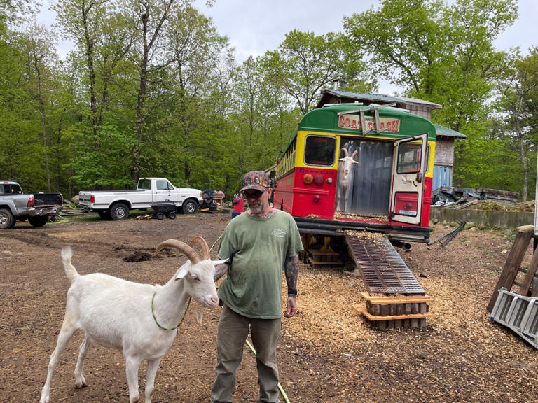 Goats will eat anything, including your Christmas trees. How to donate