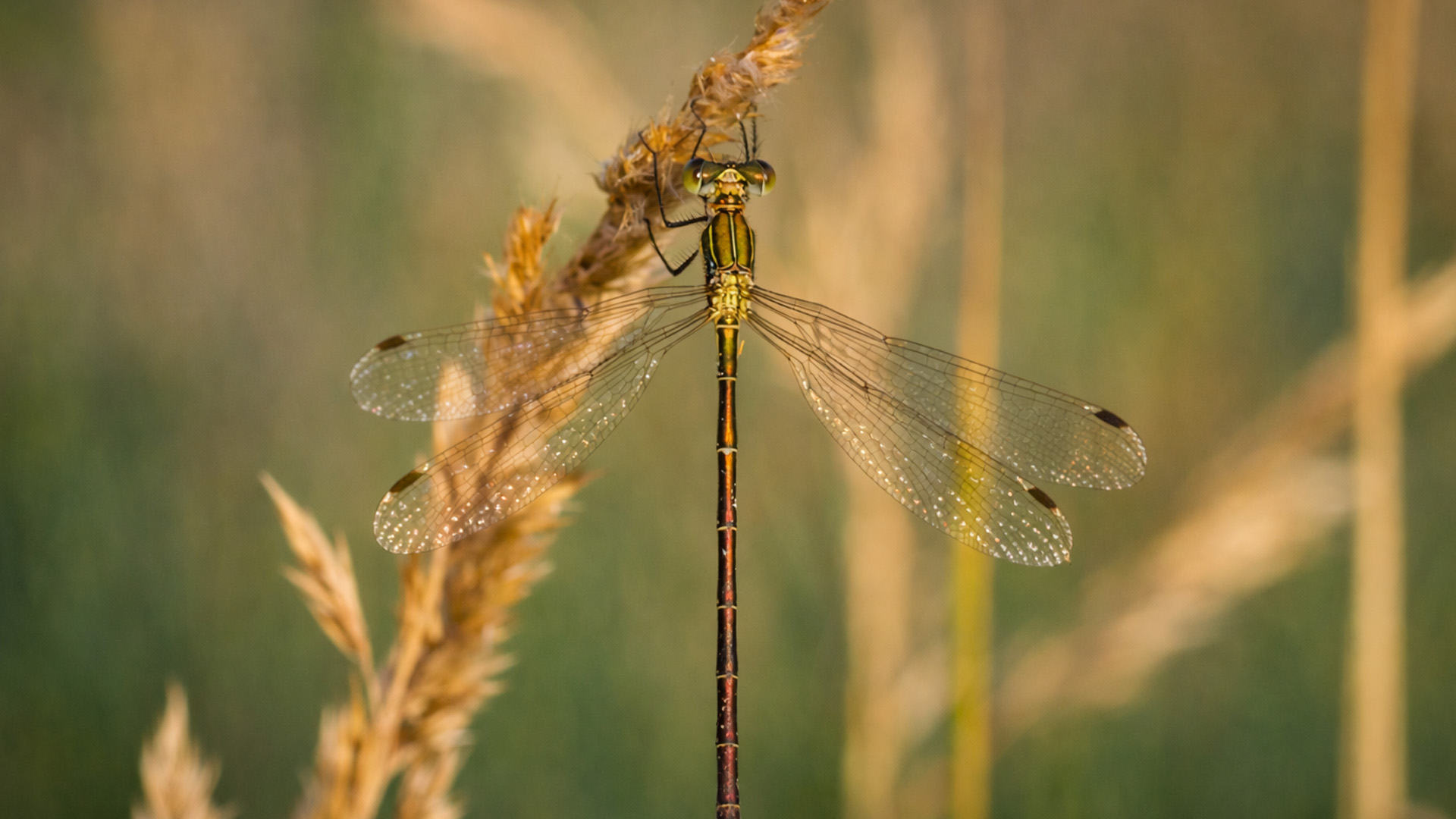 Silent wings at dusk