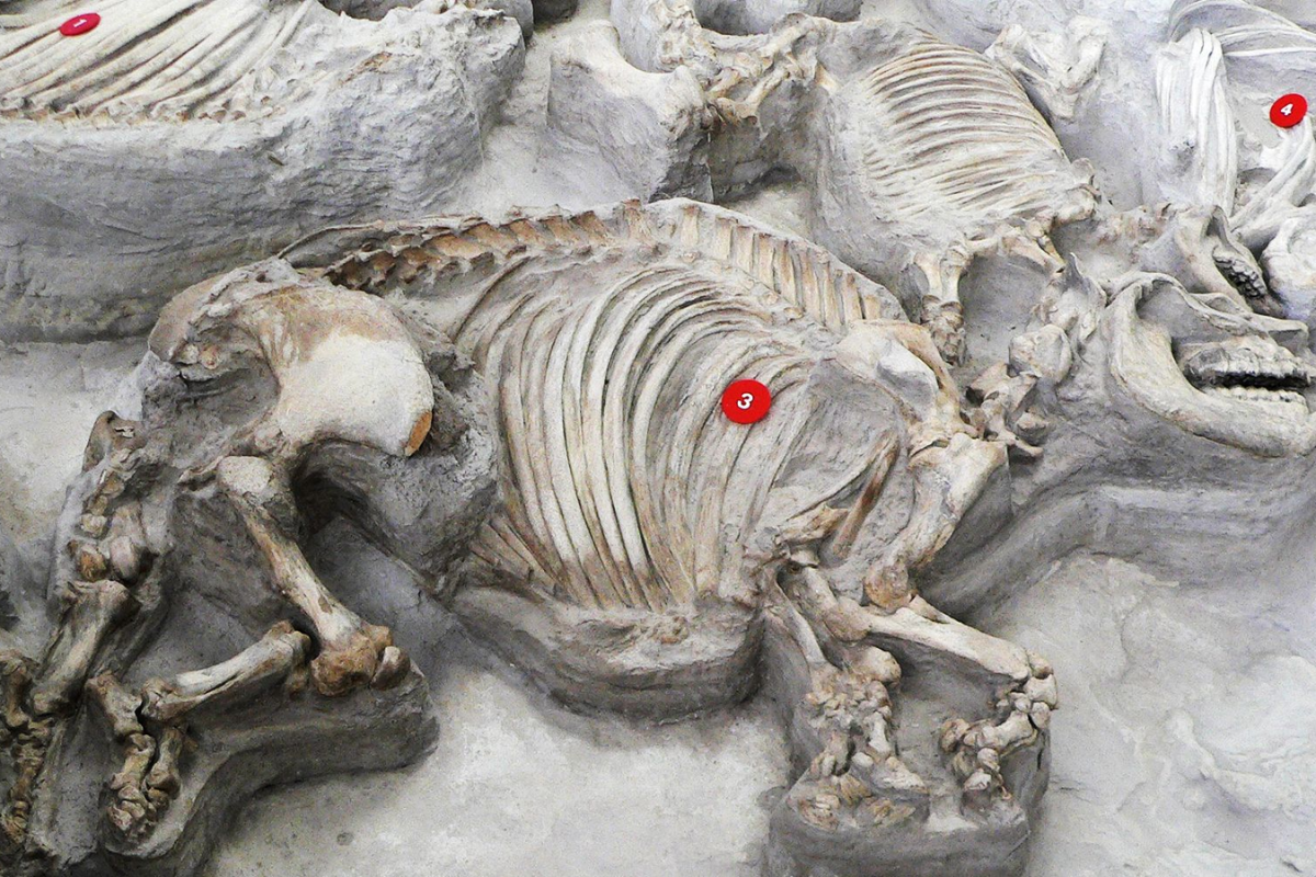 Fossil parks in the US to dig for fossils