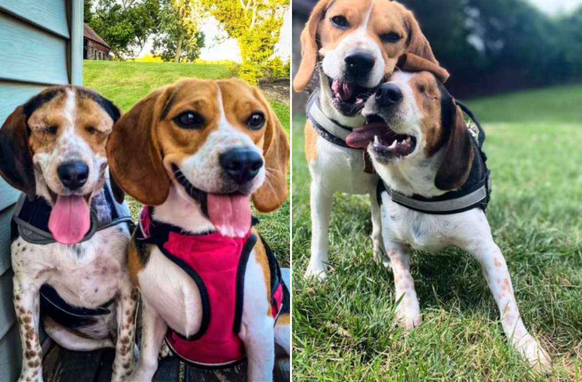 Woman brings home blind puppy, her other dog knows exactly what to do