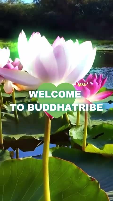 Welcome to Buddhatribe 💚 The home of relaxing music & beautiful nature ...