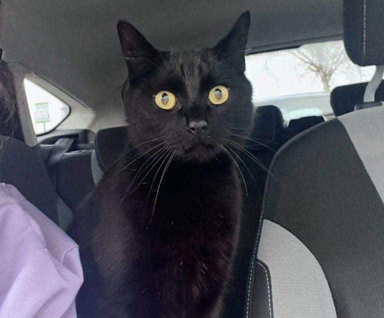 Tributes pour in for Ashford Designer Outlet cat after being hit by car