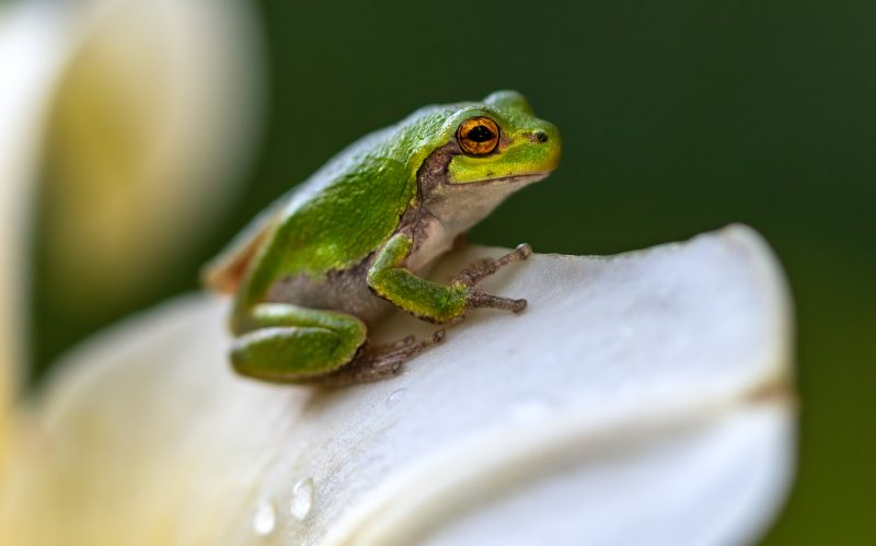 AI-generated police report says officer turned into frog