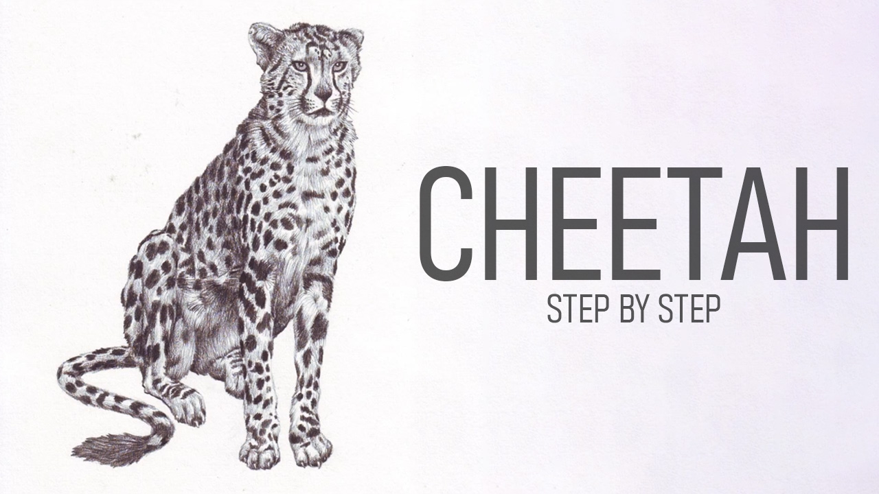 Cheetah drawing step by step with spots fur and shading