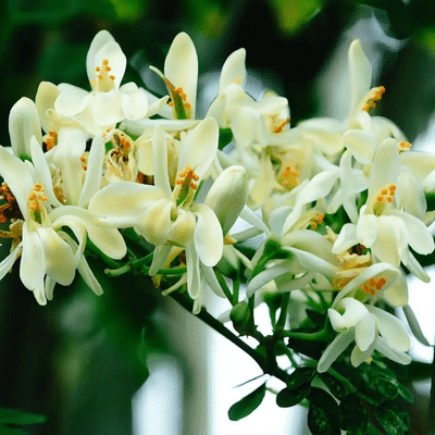 Edible flowers: From vegetables to sweets, these 6 flowers are widely ...