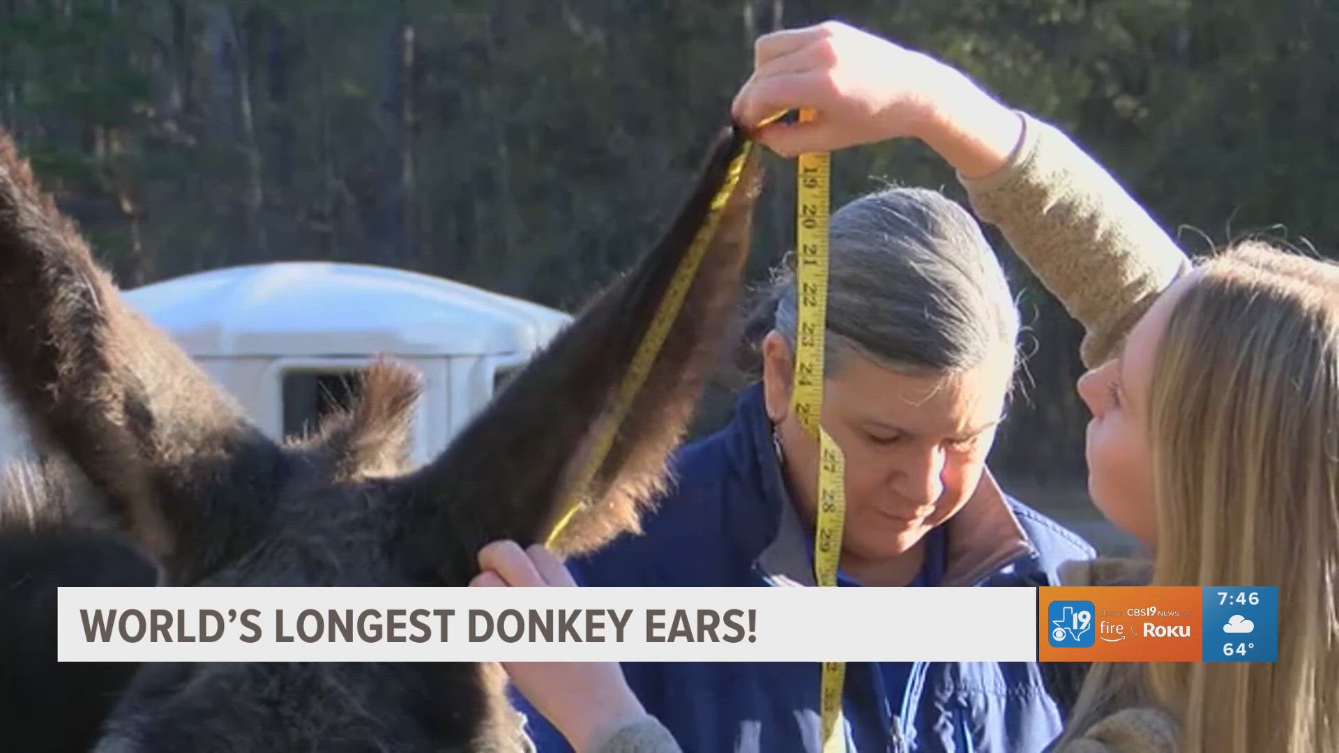 Donkey could reach world's longest donkey ears title
