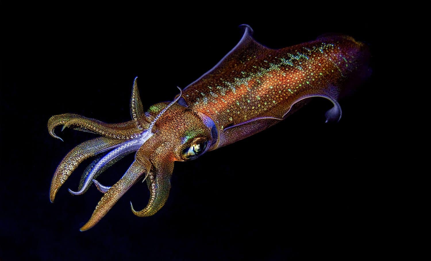 10 truly superb squid facts
