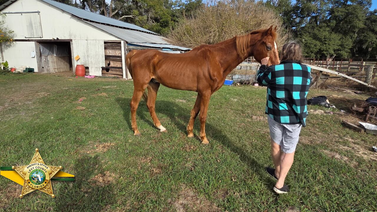 Levy County deputies rehome neglected horses, ponies