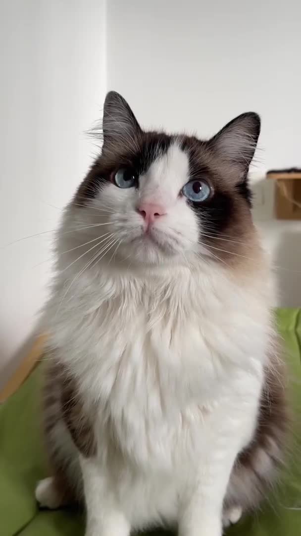 Descobrindo sua idade