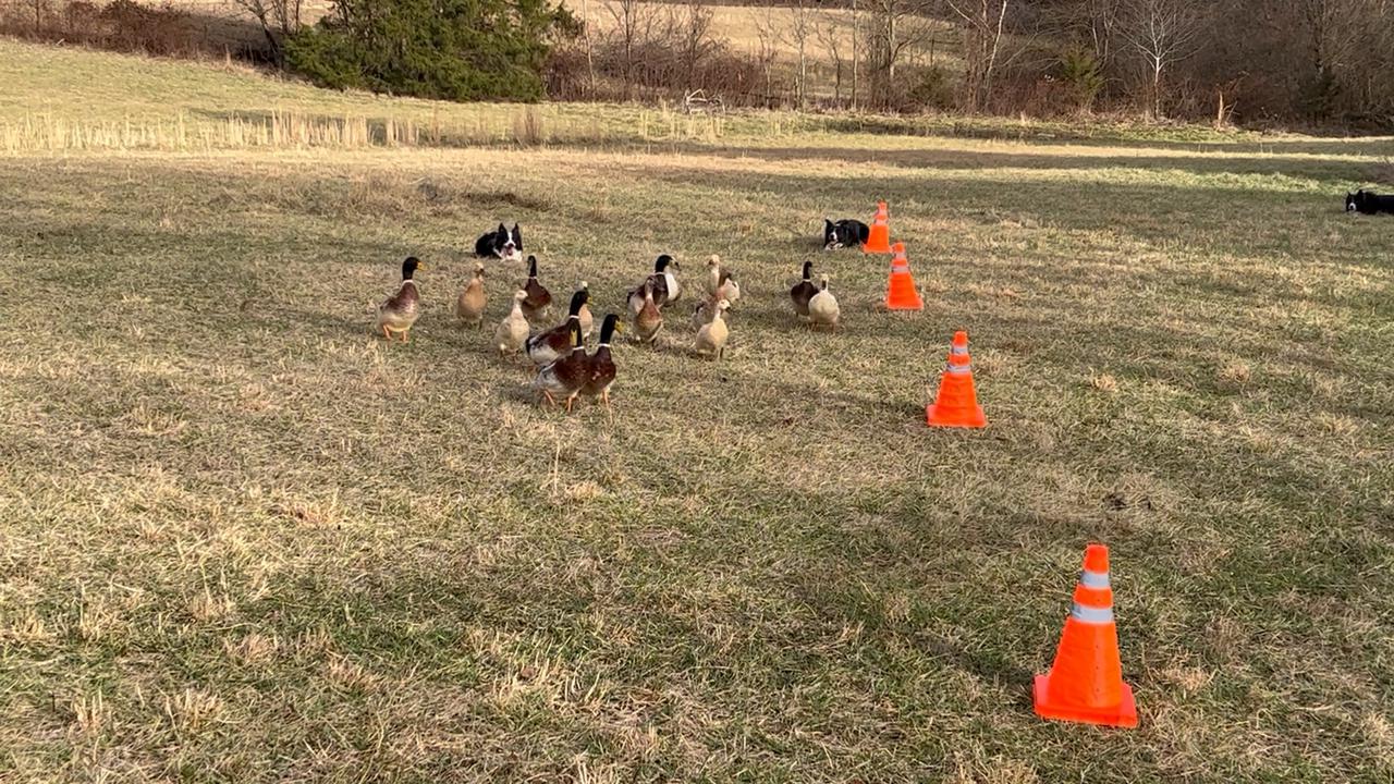 Working dogs weave ducks through cones