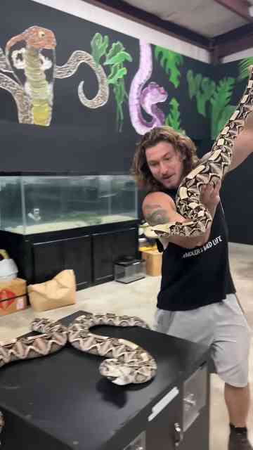 World’s longest fangs! Gaboon vipers!