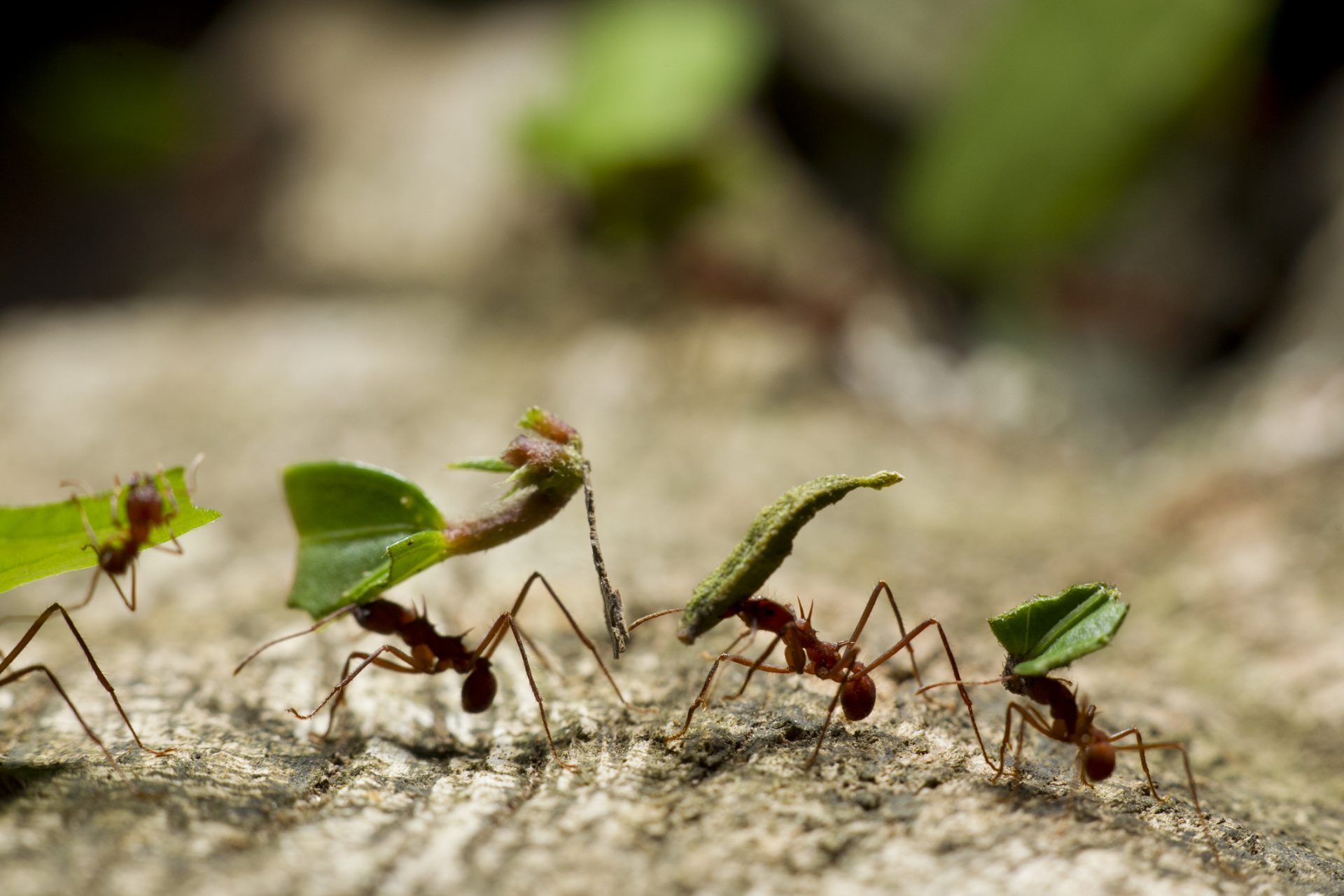 Researchers discover ants that break a fundamental rule of life