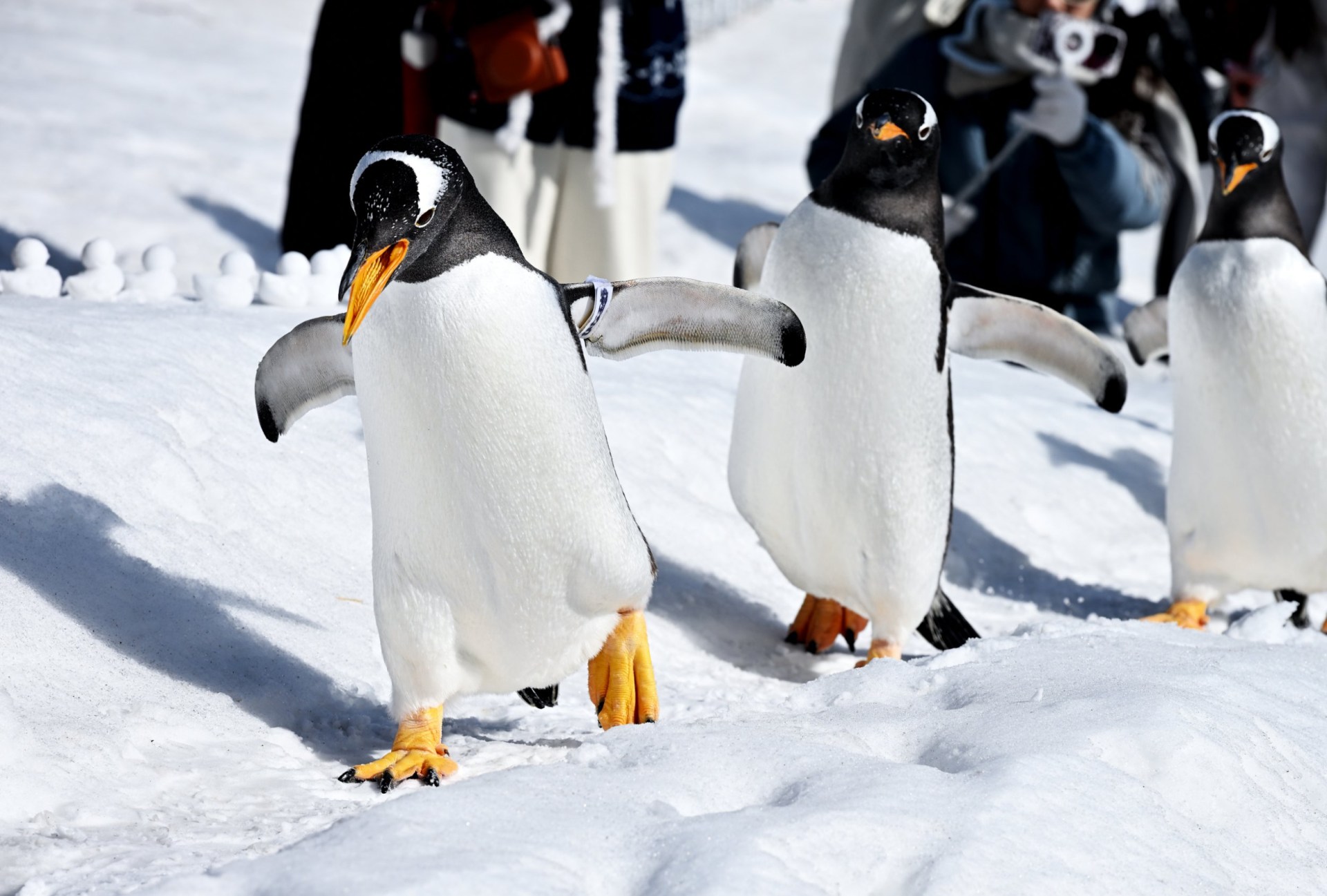 Walk like a penguin to stay safe on icy pavements