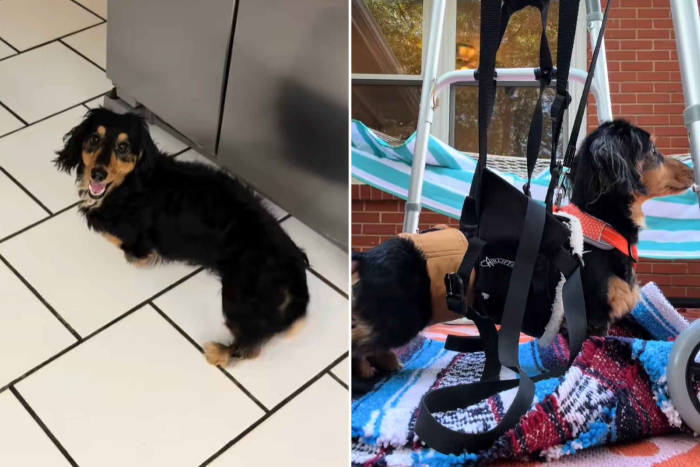 Dachshund left paralyzed after freak accident, owner refuses to lose hope