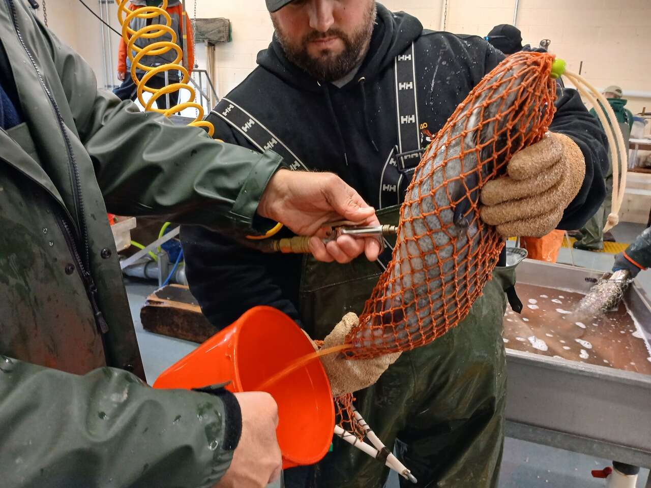 Chinook salmon were the county's top fish stocked in 2025
