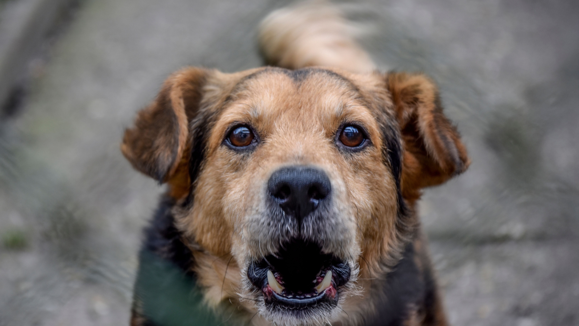 8 things dogs do when they feel emotionally responsible for you