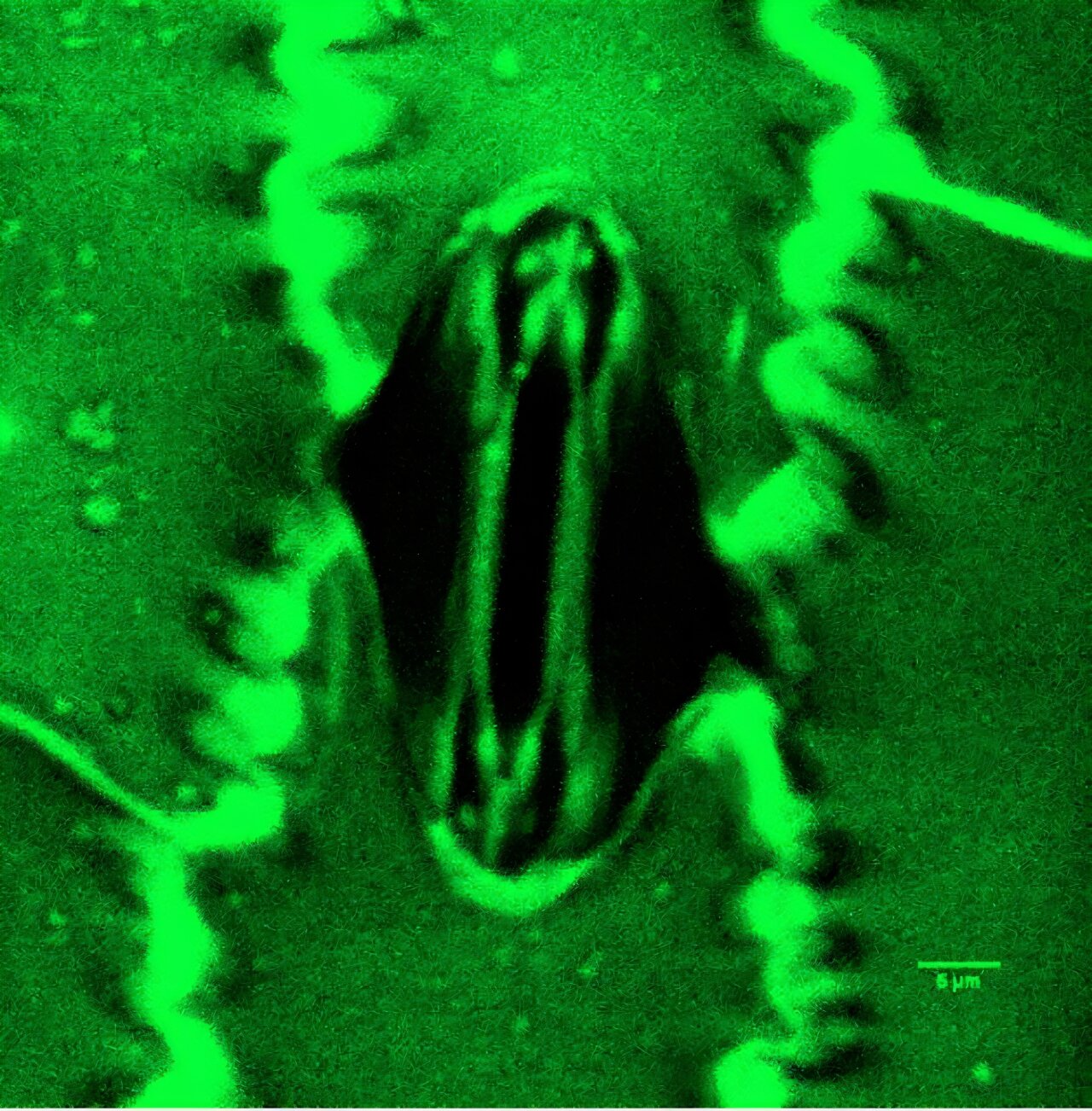 'Stomata in-sight' system allows scientists to watch plants 'breathe ...