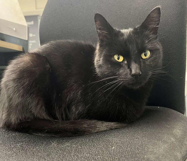 Tributes pour in for Ashford Designer Outlet cat after being hit by car